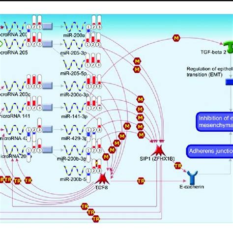 Metacore Pathway Analysis Showing The Involvement Of Differently