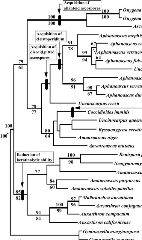 phylogenetic structure in clade iv based on lsu rdna sequence data 28