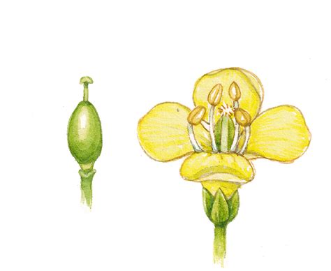 Great Yellow Cress Rorippa Amphibia Seed And Flower Lizzie Harper