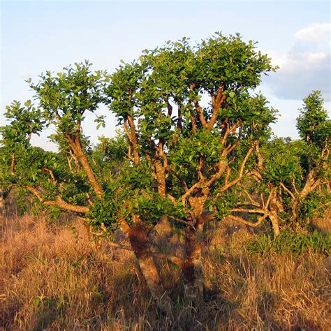 Té Mate Té De Paraguay Yerba Mate Venta Té Mate Té De Paraguay