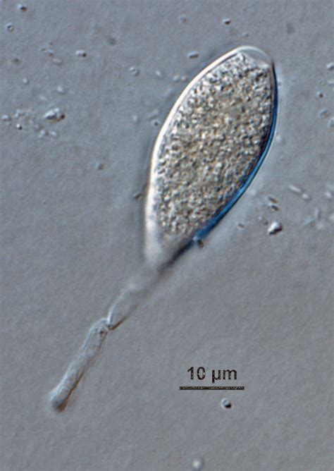 Phytophthora Hibernalis In Progress Abad Et Al 2023b Idphy