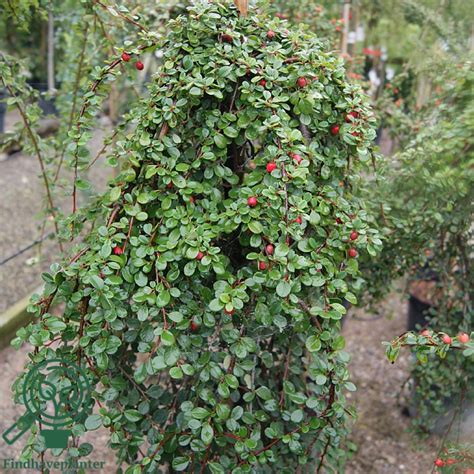 Cotoneaster Procumbens ‘streibs Findling Find Haveplanter