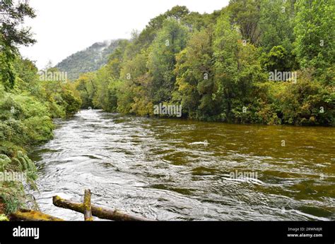 Alerce Andino National Park And Biosphere Reserve Temperate Rain