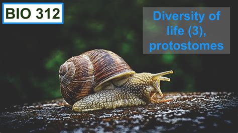 Diversity Of Life 3 Survey Of Protostomes Youtube