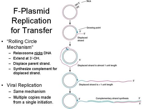 Genetic Variability In Bacteria Mutation Spontaneous Vs Inducible
