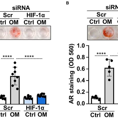 Osteogenic Stimulation Induces Osteogenic Transdifferentiation Download Scientific Diagram