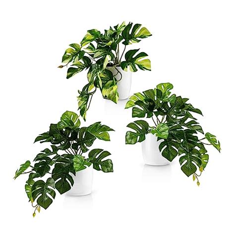 Monstera Klein Die 15 Besten Produkte Im Vergleich Kitade Ratgeber