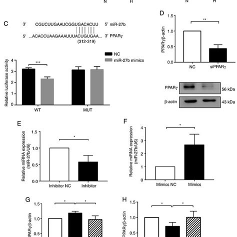 Mir 27b Suppresses Pparγ Expression By Targeting The Pparγ Gene A