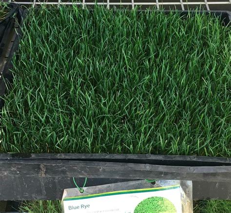 Blue Rye Grass Seed 50 50 Sod And Seed