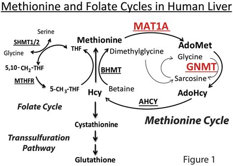Methionine And Folate Cycles In The Human Liver Ahcy Download
