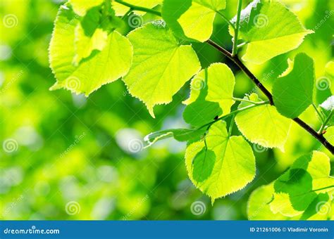 Spring Leaves On A Tree Stock Photo Image Of Botanical