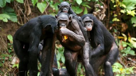 Получают ли животные удовольствие от секса Bbc News Русская служба