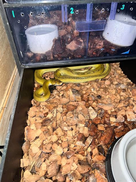 Platinum Gc Reticulated Python By Moes Retics Morphmarket