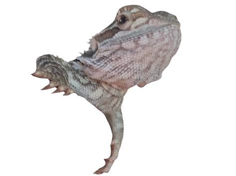 Bearded Dragon Lizard By Dracoawesomeness On Deviantart