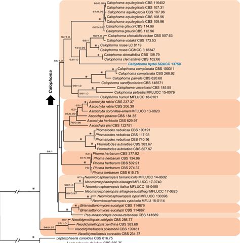 Phylogenetic Tree Inferred Using The Combined Sequences Of Lsu Its