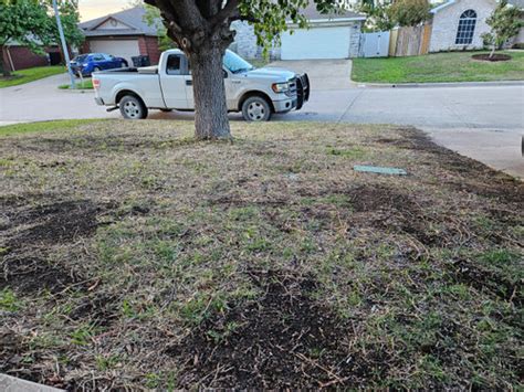 Is My St Augustine Dead Or Dormant