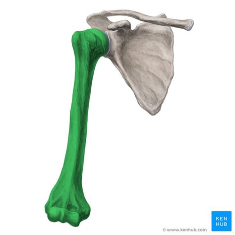 Upper Limb Humerus Scapula Clavicle Flashcards Quizlet