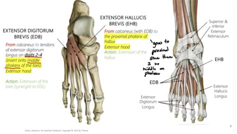 Anat 315 Intrinsic Foot Flashcards Quizlet