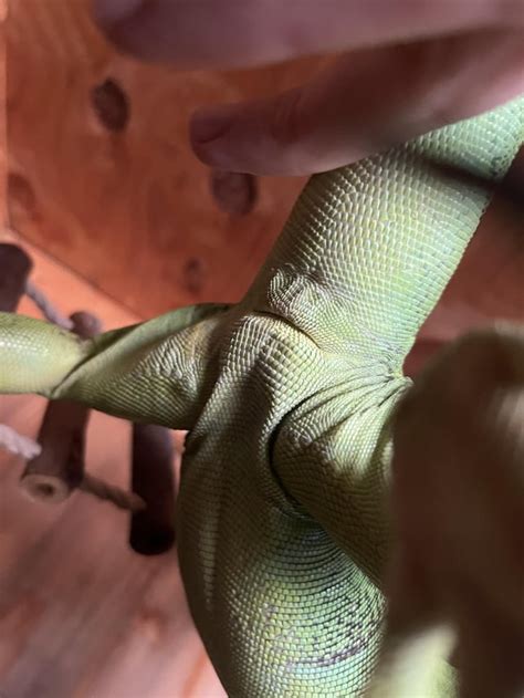 What Sex Is Fireball Riguanas