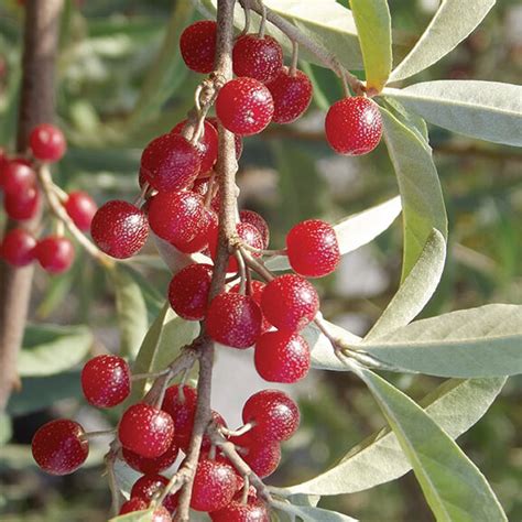 Silverberry Root Trainer Kōanga