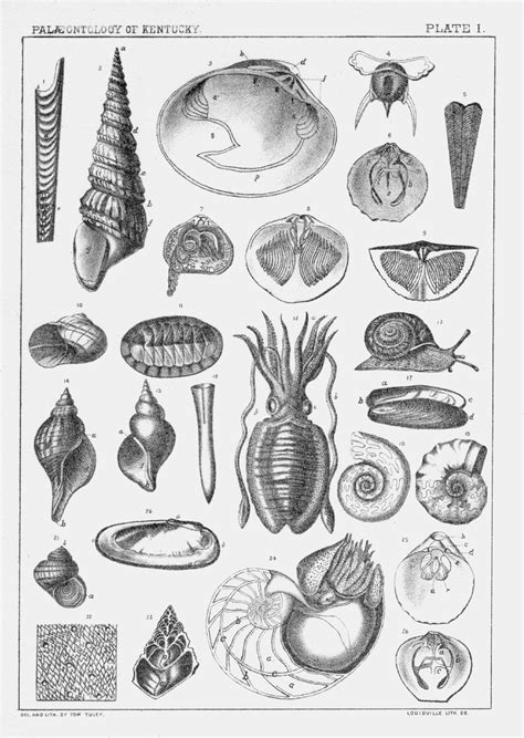 Shell Fossil Identification