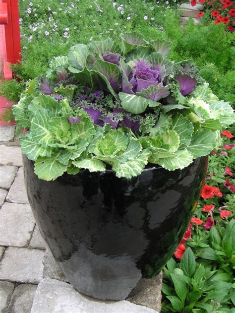 Ornamental Cabbage And Kale Heritage Farm And Garden