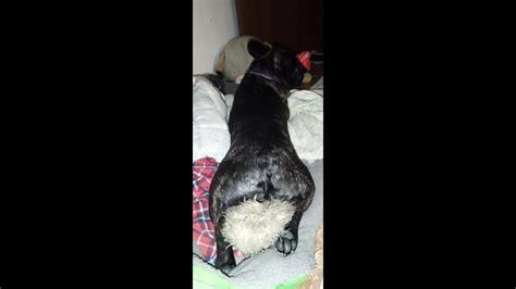 Французский бульдог Штурм Тестирует Новую Лежанку Youtube