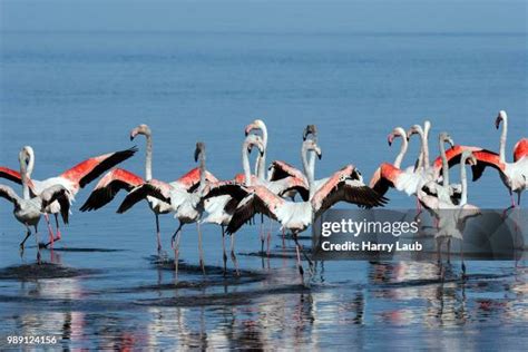 Walvis Bay Rural Photos And Premium High Res Pictures Getty Images