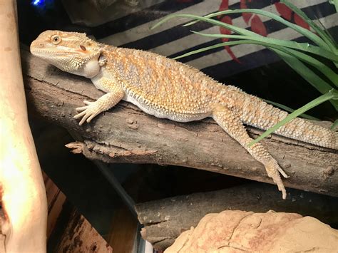 Sexy Legs R Beardeddragons