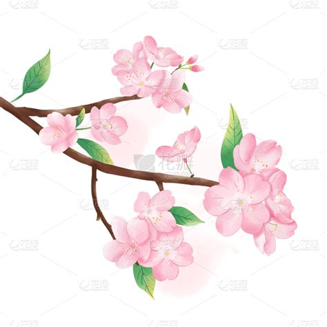手绘粉色水彩樱花花卉植物元素9