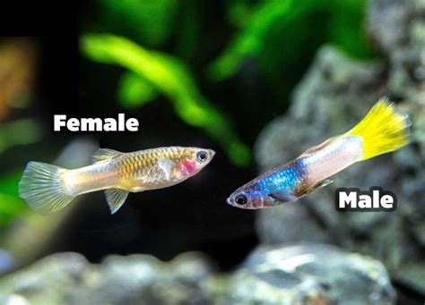 Pingu Guppy Poecilia Reticulata Males And Females Aquatic Arts