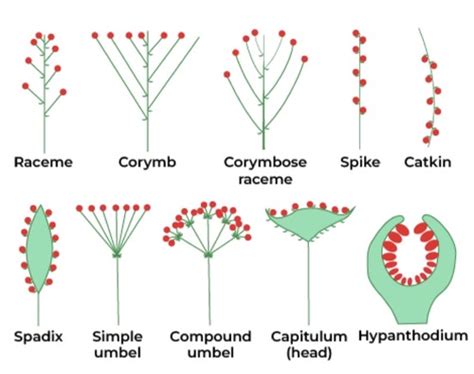 Botany Exam 1 Plant Structure 1 Flashcards Quizlet