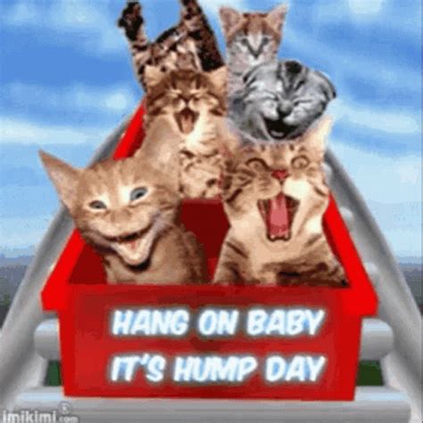 Funny Happy Hump Day Images S Tenor