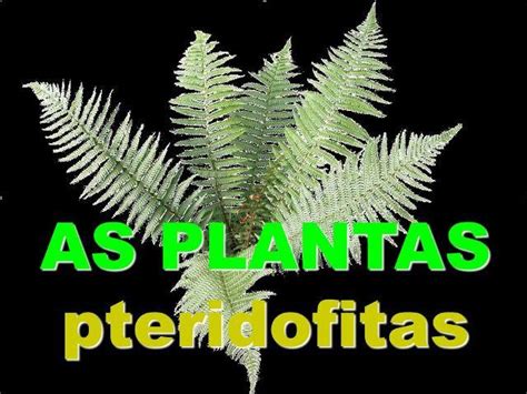 Plantas Pteridofitas