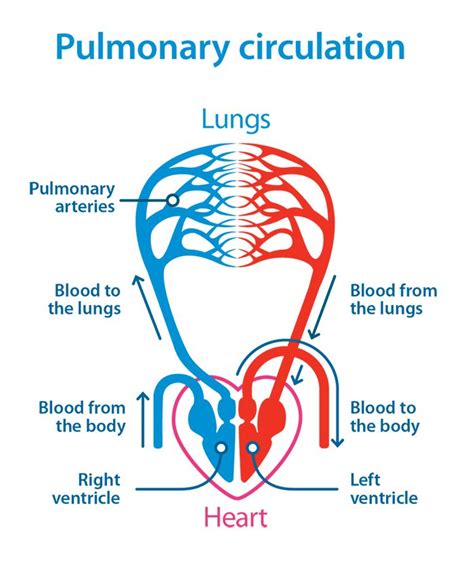 Pulmonary Circulation Diagram Human Anatomy And Physiology Biology