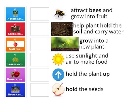 【10 19 Worksheet】parts Of A Plant Matching Match Up