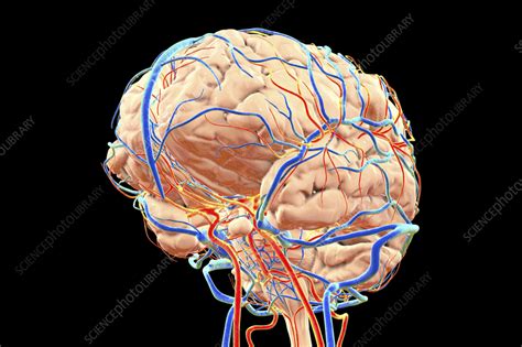 Vascular System Of Brain Illustration Stock Image F0439920 Vascular System Of Brain Illustration Stock Image F0439920