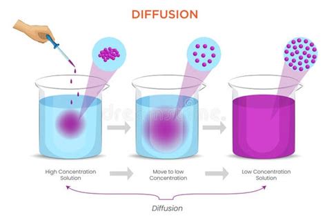 Diffusion Movement Of Particles From High To Low Concentration Stock Vector Illustration Of