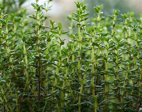 Thyme Waters Edge Wellness