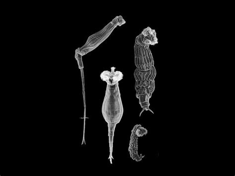 Bdelloid Rotifers Sex Take 2 Ecr Community