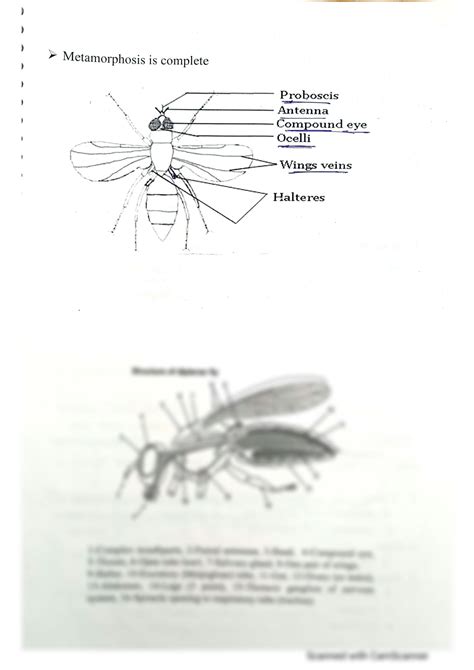 Solution Flies Classification Lifecycle Pathogenesis And Control Complete Detailed Notes In