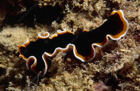 Marine Flatworm Pseudobiceros Hancocokanus Stock Image Z1550018