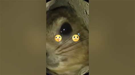 Twinem Youtube