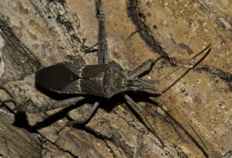 Western Leaf Footed Bug Leptoglossus Zonatus Bugguide Net