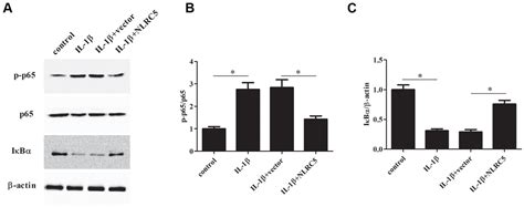 Nlrc5 Attenuates Inflammatory Response In Il 1β Stimulated Human