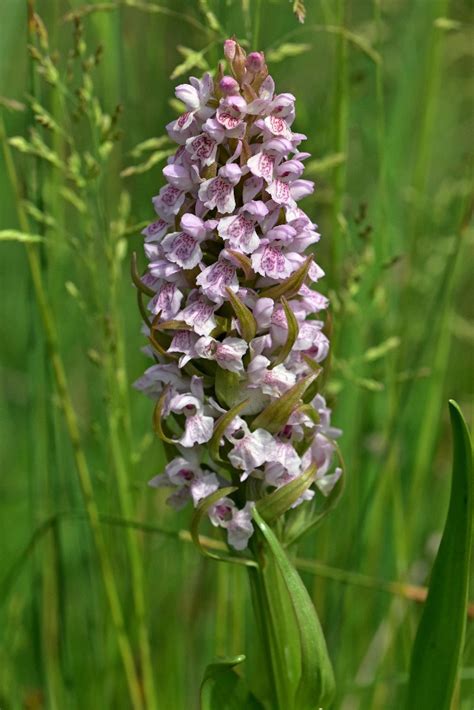 Early Marsh Orchid Naturespot