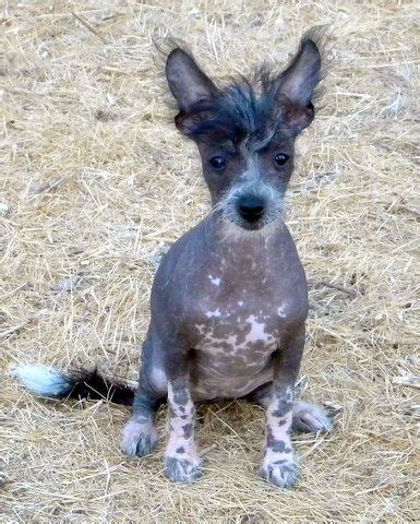 Xolo For Adoption Yahoo Image Search Results Mexican Hairless Dog