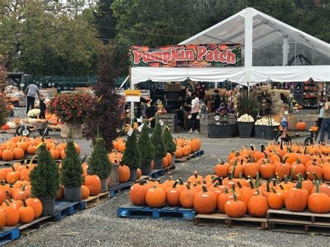 Best Georgia Pumpkin Patches Halloween Events 2020 Across Georgia