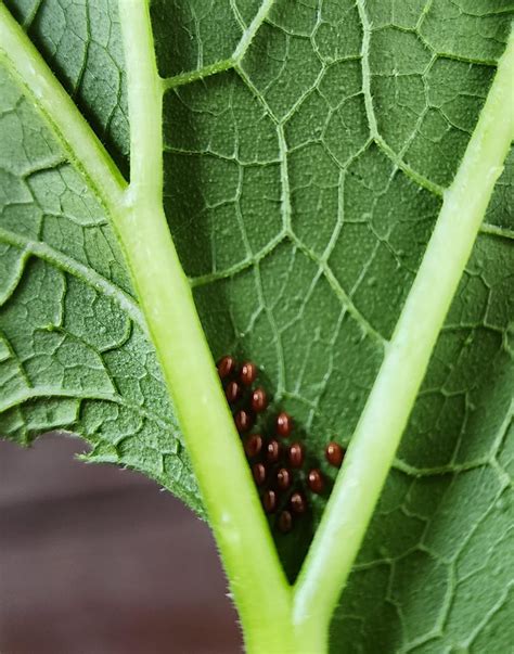 Who Are These Eggies R Bugidentification