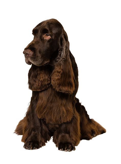 129 Field Spaniel Petbarn Articles
